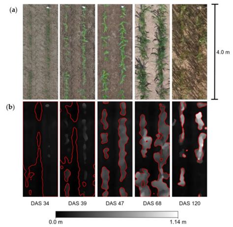 Agronomy Free Full Text Remote Sensing Of Maize Plant Height At Different Growth Stages