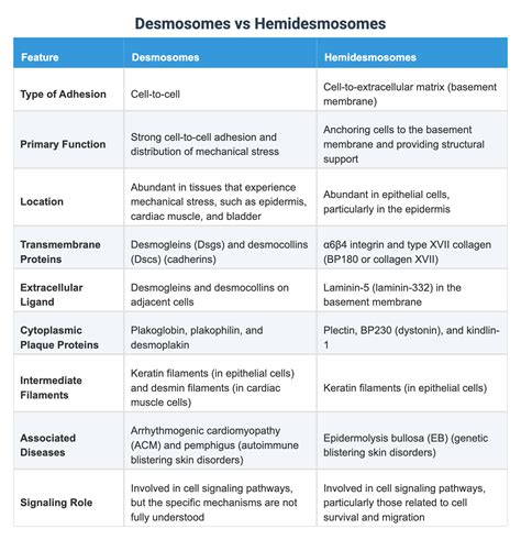 Desmosomes Vs Hemidesmosomes