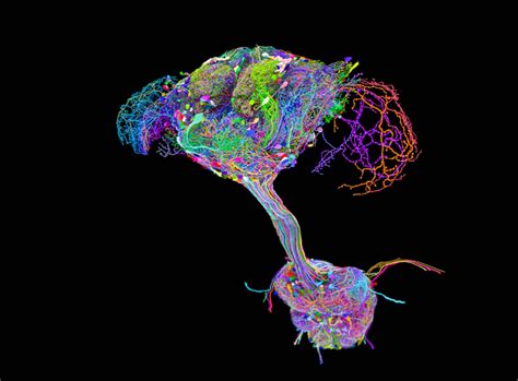 Scientists Mapped Every Neuron In A Fruit Fly And The Brain Wasnt