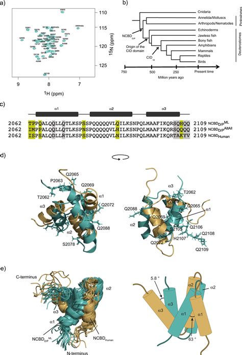 structures of ancestral and human ncbd domains a¹h ¹⁵n hsqc spectrum of