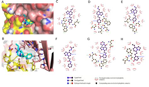 receptor analog interactions using pymol and ligplot a the docked