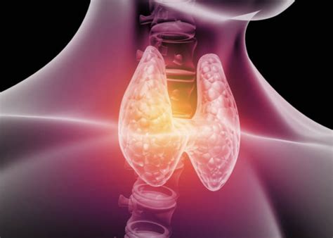 Vagus Nerve Function The Thyroid — True Nature Health Consulting