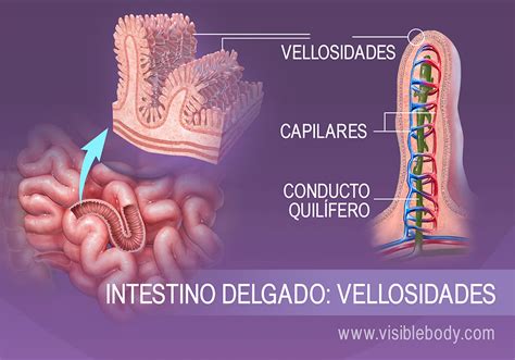 Absorción Digestiva Y Eliminación