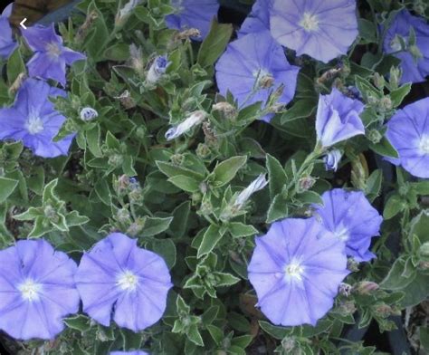Convolvulus Sabatius Echuca Plant Farm