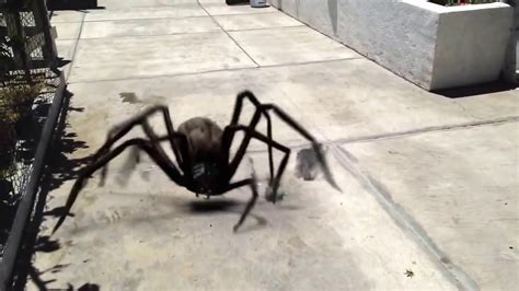 Película La Araña Asesina Youtube