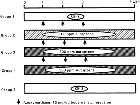 Experimental Protocol Download Scientific Diagram