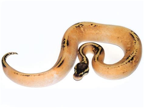 Morph List World Of Ball Pythons