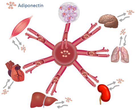 Adiponectin Fat Burner Insulin Sensitizer Anti Inflammatory More
