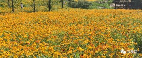 避暑赏花好去处兴隆神仙坝花海进入盛花期