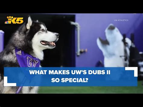 University Of Washington Seattle Mascot
