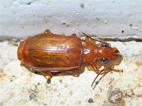 オオヒラタアトキリゴミムシ Parena laesipennis
