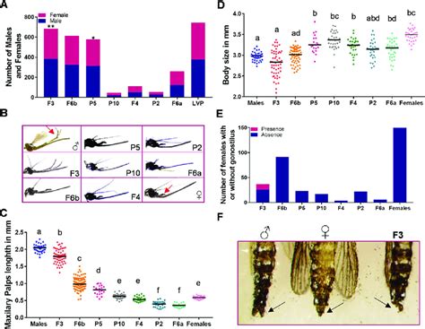 Intersex Phenotypes In Transgenic Ae Aegypti With Nix Under The Download Scientific Diagram