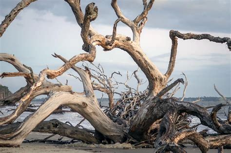 Driftwood Beach Jekyll Island All You Need To Know 2023