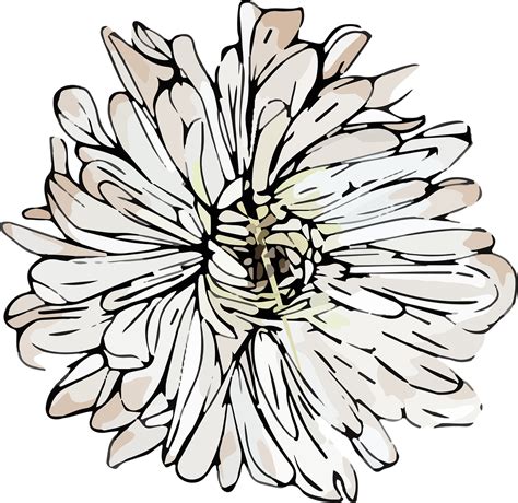 Download White Beautiful Flowers Chrysanthemum Royalty Free Vector