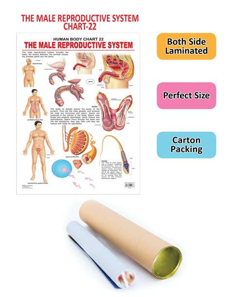 Diagrams Of Male Reproductive System 101 Diagrams Video Answer For