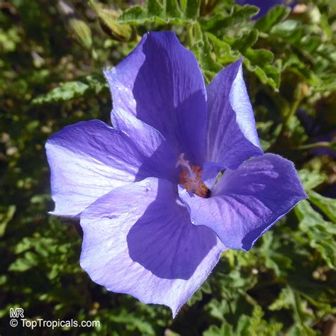 Alyogyne Huegelii Blue Hibiscus Top Tropicals Plant Encyclopedia