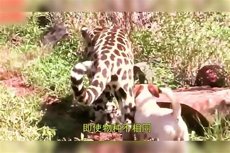 美洲虎与狗狗上演跨越物种的友谊 物种 狗狗 美洲虎