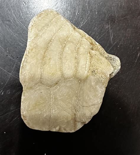 Could This Be Fossilized Turtle Shell Pieces Rfossils