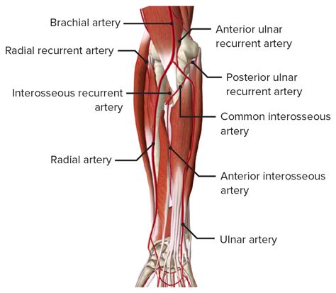 Forearm Anatomy Concise Medical Knowledge