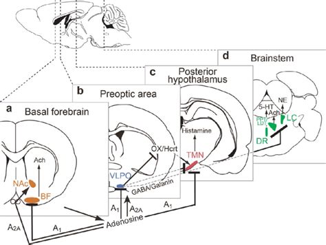 Circuit Basis Of Sleep Wake Regulation Model 1 Shown In Panel A Download Scientific Diagram