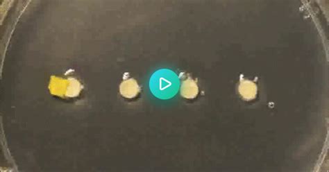 Aaaaaaaand Heres A Slime Mold Album On Imgur