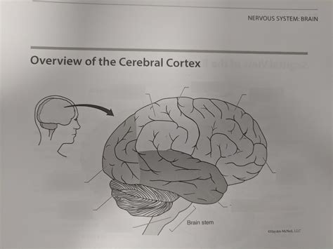 Cerebral Cortex Diagram Quizlet