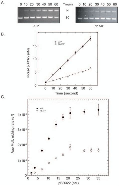 Atp Effect On The Rate Of Mutl Nicking Activity Reaction Time Courses Download Scientific