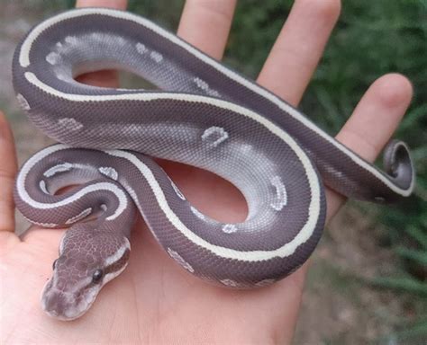 Super Phantom Male Ball Python By Olympian Exotics Super Phantom Male Ball Python By Olympian Exotics