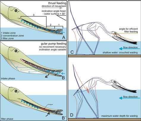 New Pterosaur Species Discovered In Southern Germany