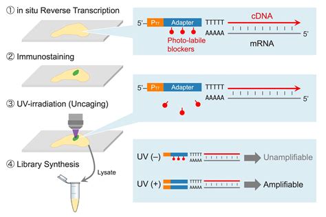 Research Oki Lab Kumamoto Univ