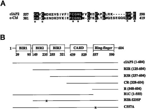 Sequence Comparison Of The Ring Finger Motifs Of Ciap2 And C Cbl A