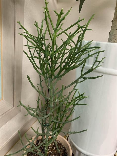 연필선인장 키우기 번식하기