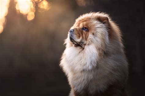 Majestic Chow Chow Hd Wallpaper