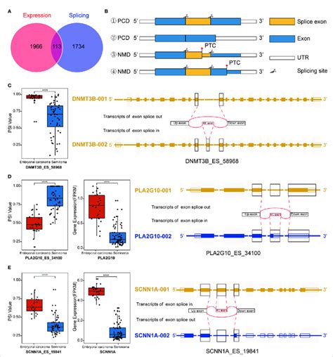Regulation Of Transcripts By Alternative Splicing As A Venn