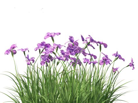 Iris Ensata Japanese Water Iris 3d Model By 3dgardenplants