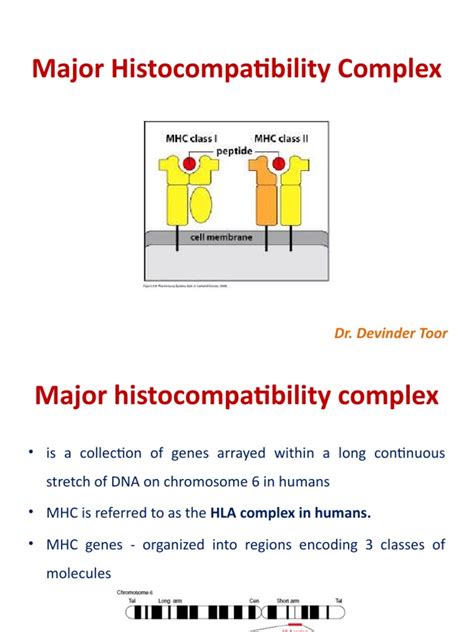 The Structure And Function Of Major Histocompatibility Complex Classes I Ii And Iii Pdf