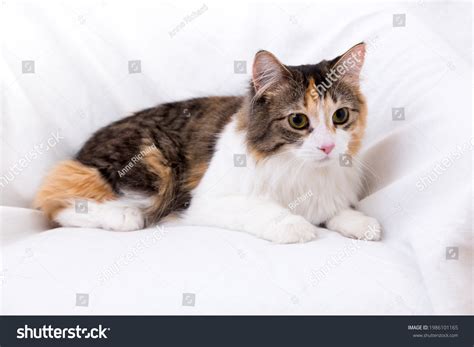 Domestic Shorthair Calico