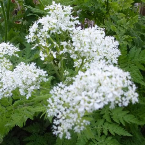 Cerfeuil Musqué Myrrhis Odorata