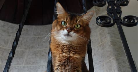 Cracking The Cat Code We Re Not Tiny Humans Summer S Fabulous Cat Life