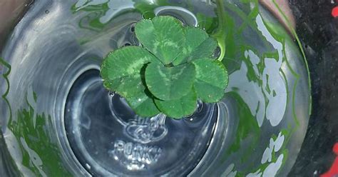 Another 7 Leaf Clover Picture Imgur