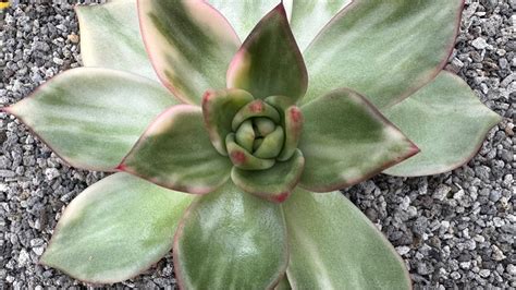 용마루다육 다육식물화분힐링취미 Youtube