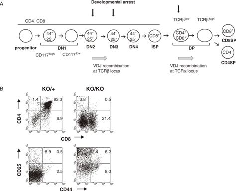 Role Of The Transcription Factor Bcl11b In Development And