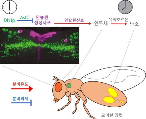Gist 노랑초파리 난자형성 일주기 리듬 생성 메커니즘 규명 전자신문