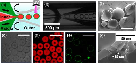 Microcapsules Fabrication A Illustration Of The Capillary