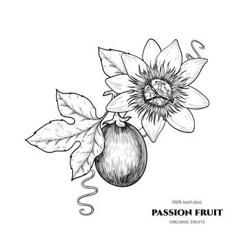 Passion Fruit Flower Drawing