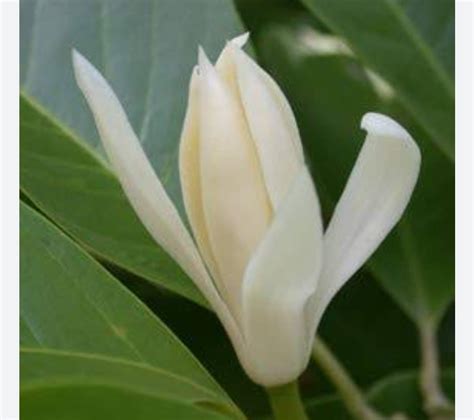 Michelia Champaca Sonchafa Sonchampa Hirav Swapna