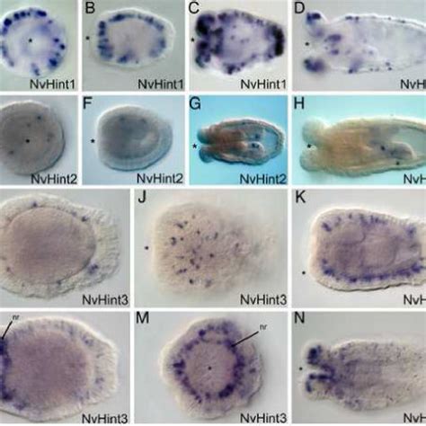 N Vectensis Hedgehog Related Proteins Download Scientific Diagram