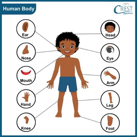 Class 1 Human Body Key Concepts Explained