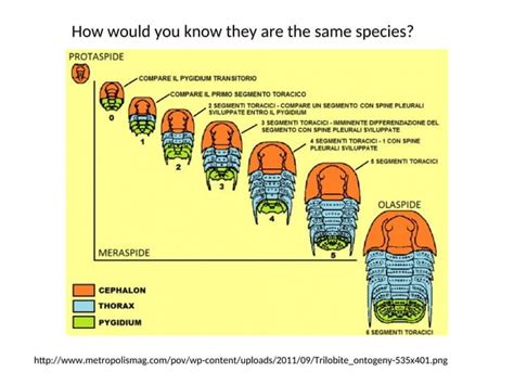 Variation Among Living Organisms Continuous And Discontinuous