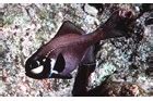 Anomalopidae